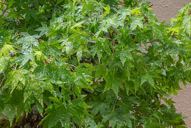 Details of Decorative Maple Tree with New Leaf Stock Photo - Image of ...