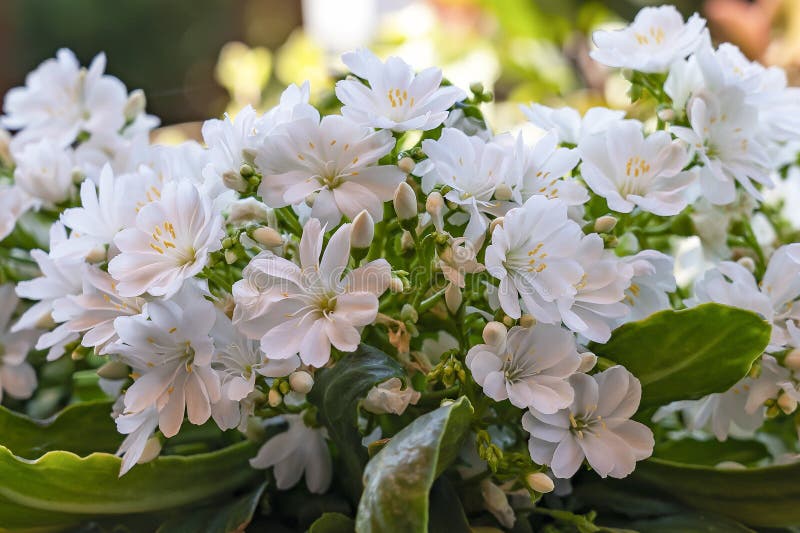 Details of the Delicate White Flowers of a Succulent in the Garden ...