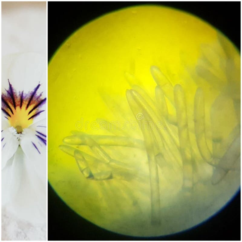 Details of a Dianthus Flower Stock Photo - Image of microscope ...