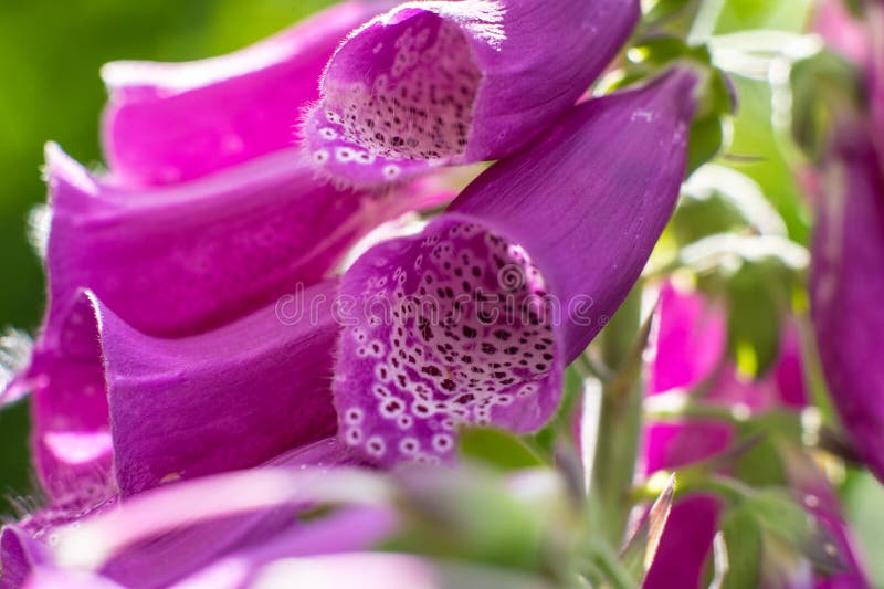 Details of Digitalis Purpurea Plower at Summer.. Stock Photo - Image of ...