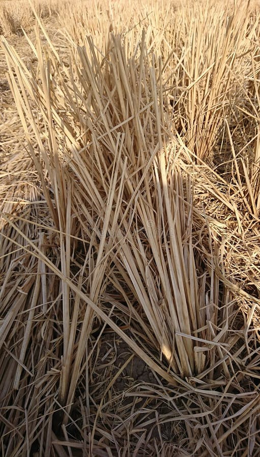 Details of Dried Straw Pieces in the Rice Fields Stock Image - Image of ...