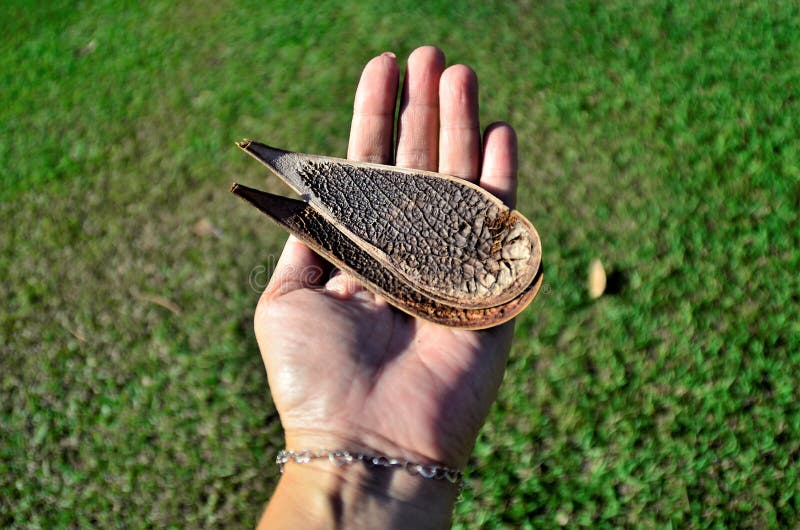 The Seed Hull of Schizolobium Parahyba Stock Photo - Image of seed ...