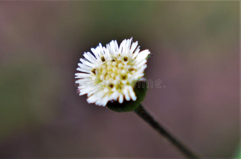 Details of the Eclipta Alba Flower Stock Image - Image of buds, flower ...