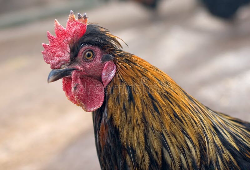Closeup, chicken head stock image. Image of birds, america - 215453245