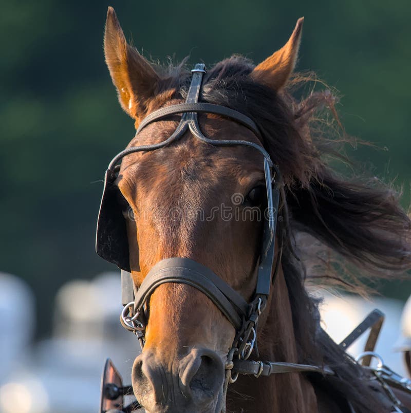 Details in the Face of a Racing Horse Stock Photo - Image of expression ...
