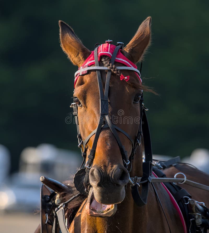 Details in the Face of a Racing Horse Stock Image - Image of head ...