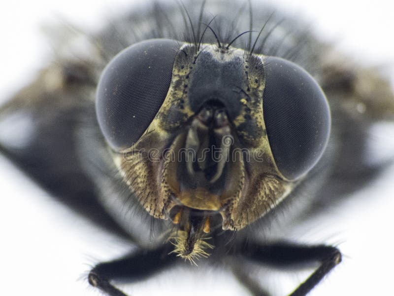 210 Ocelli Eyes Stock Photos - Free & Royalty-Free Stock Photos from ...