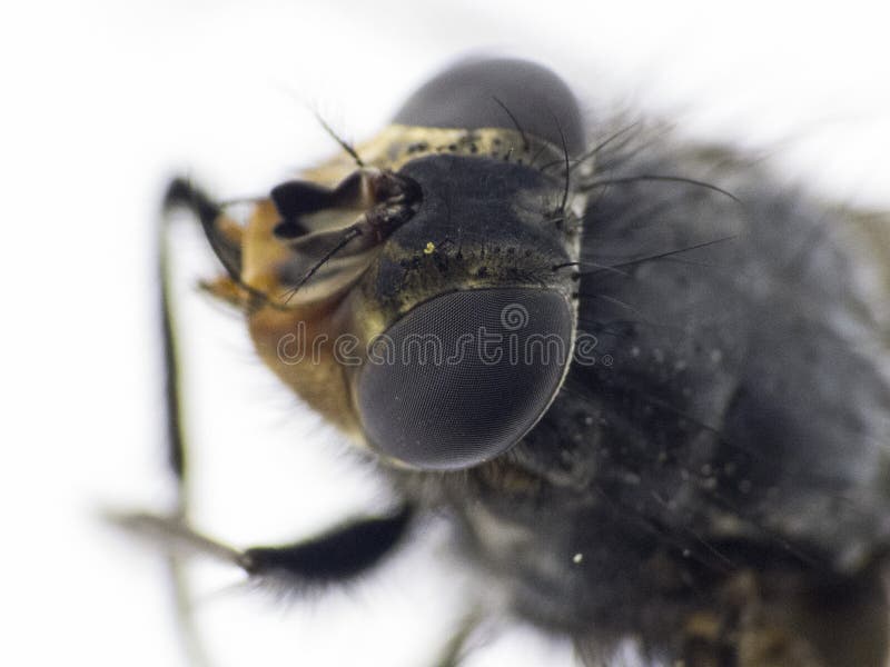 Details of a fly stock photo. Image of grey, legs, biology - 67979140
