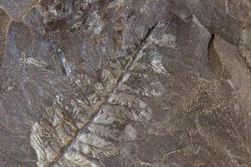 Details of Fossilized Plants on Coal Stock Photo - Image of prehistory ...