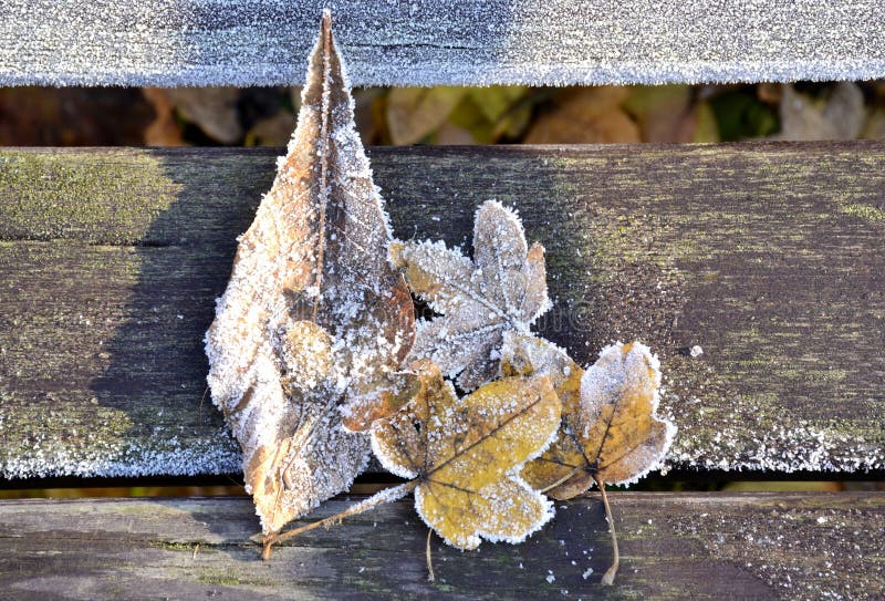 Details of frosted leaves stock image. Image of grass - 84056057