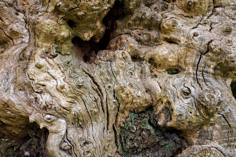 Details of a Gnarled Knobby Tree Trunk Stock Photo - Image of knobby ...