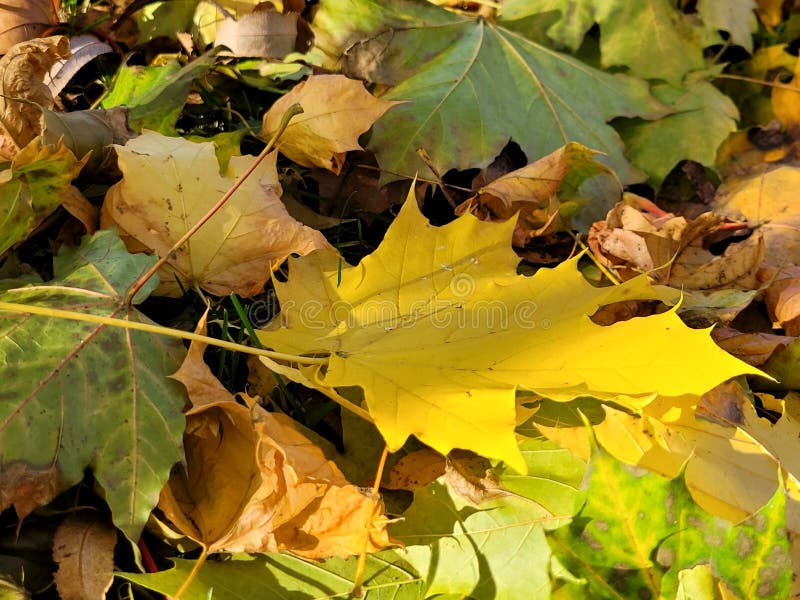 Details of a Golden Maple Leaf Stock Image - Image of layered, pretty ...