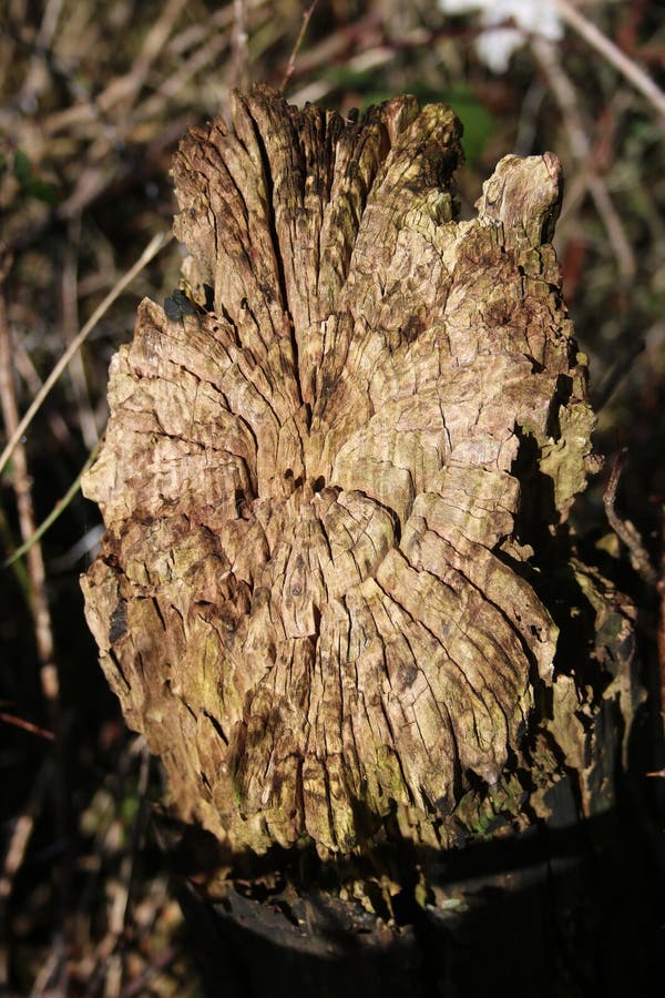 Details of Grain Cross Section Rotted Tree Trunk Stock Photo - Image of ...