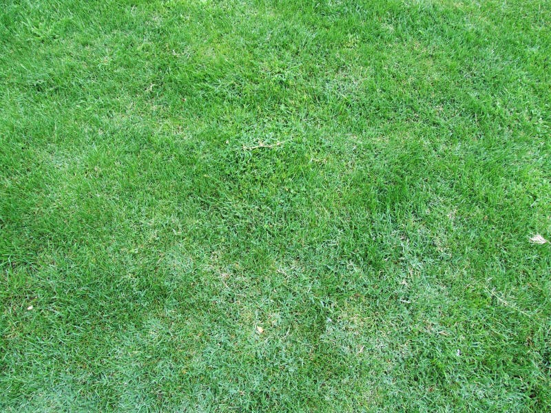 Details of green grass stock photo. Image of nature, details - 5956210