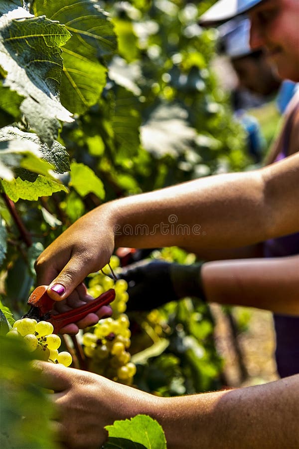 Harvest in Italy editorial stock image. Image of landscape - 99246519