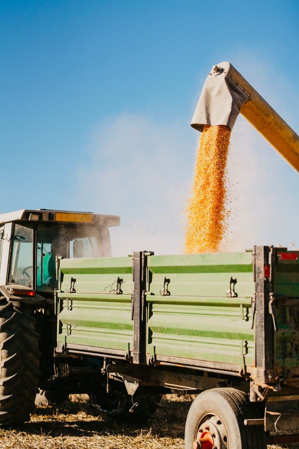 Details of Harvester Unloading Corn from Combine Stock Photo - Image of ...