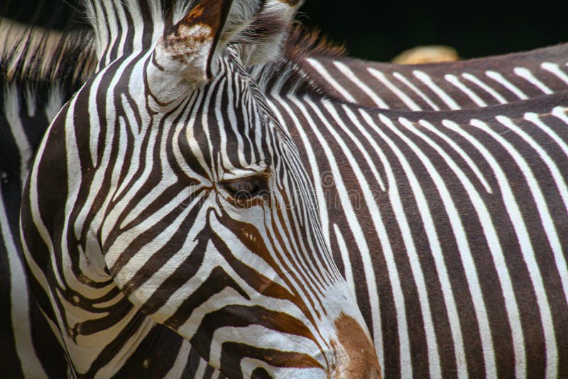 171 Zebra Looking Back Stock Photos - Free & Royalty-Free Stock Photos ...
