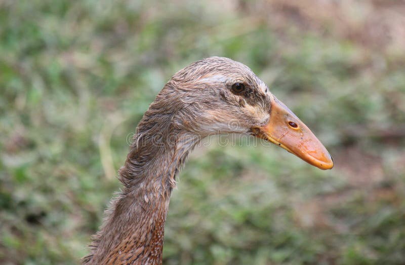 Head of a runner duck stock photo. Image of plumage - 158134648