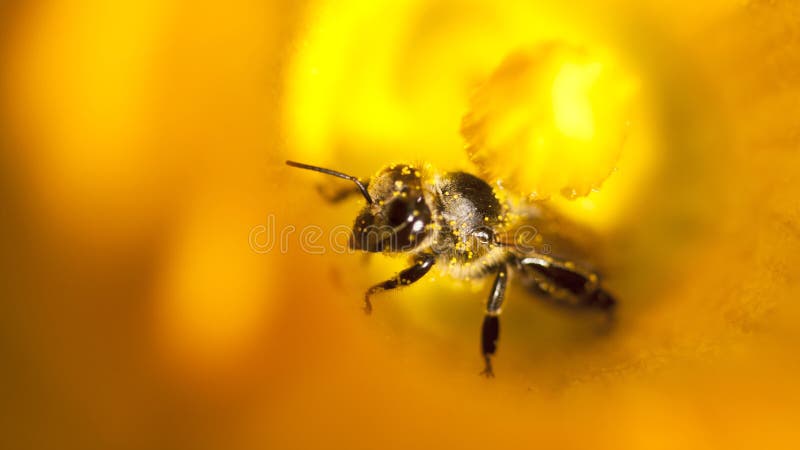 Details of a Honey Bee Inside Flower Stock Photo - Image of garden ...