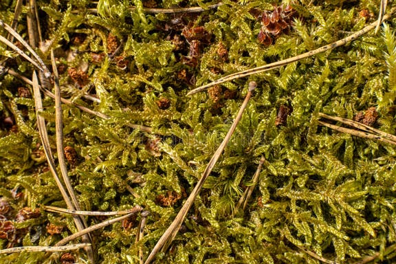 Details of Hypnum Cupressiforme in a Garden.. Stock Image - Image of ...