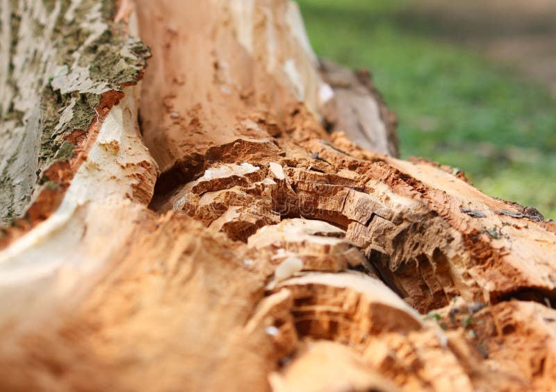 Details of the Inside of a Fallen Tree Stock Photo - Image of ring ...