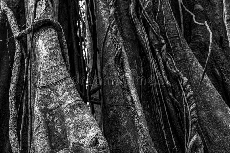 Details of a Large Fig Tree Trunk Stock Photo - Image of huge, detail ...
