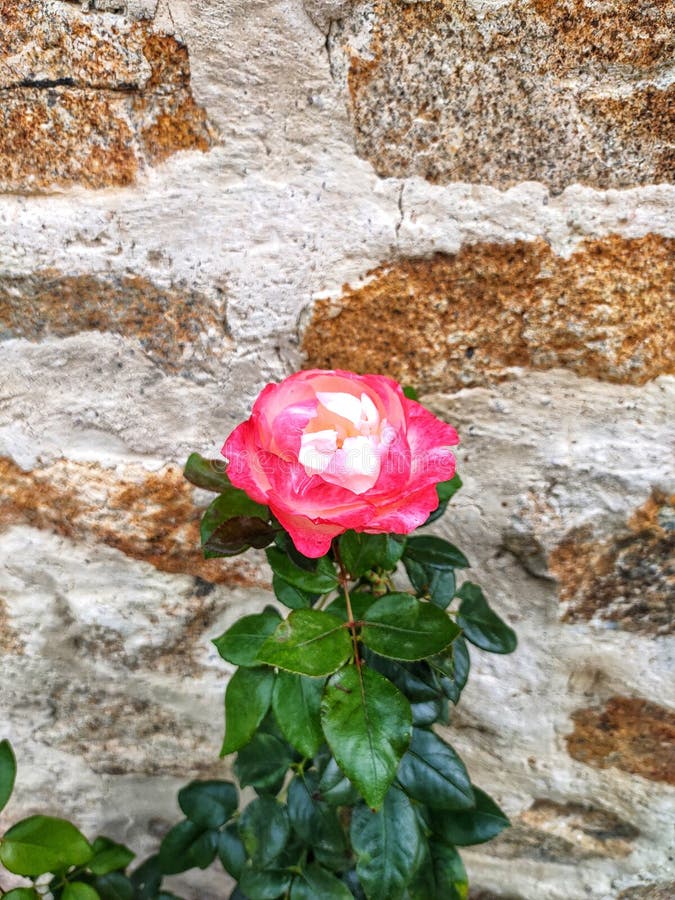 Details Layout Pink and White Rose Stock Photo - Image of wildflower ...