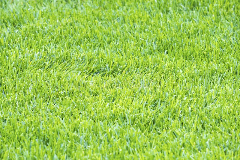 Details of Light Green Grass Background #2 Stock Photo - Image of ...