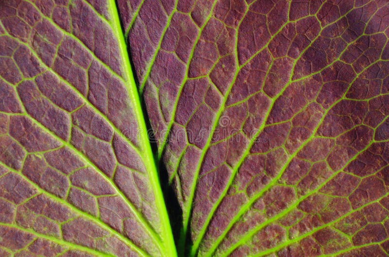 Details a lotus leaf stock image. Image of lotus, surface - 23046351