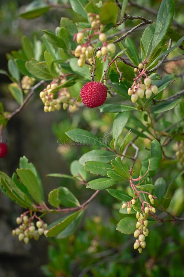 Details of a Lychees plant stock photo. Image of wild - 165869708