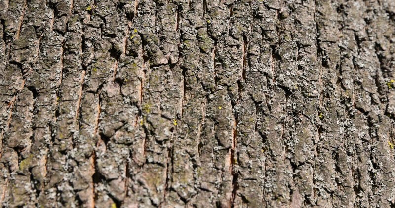 Details of Maple Bark in the Spring Season Stock Footage - Video of ...