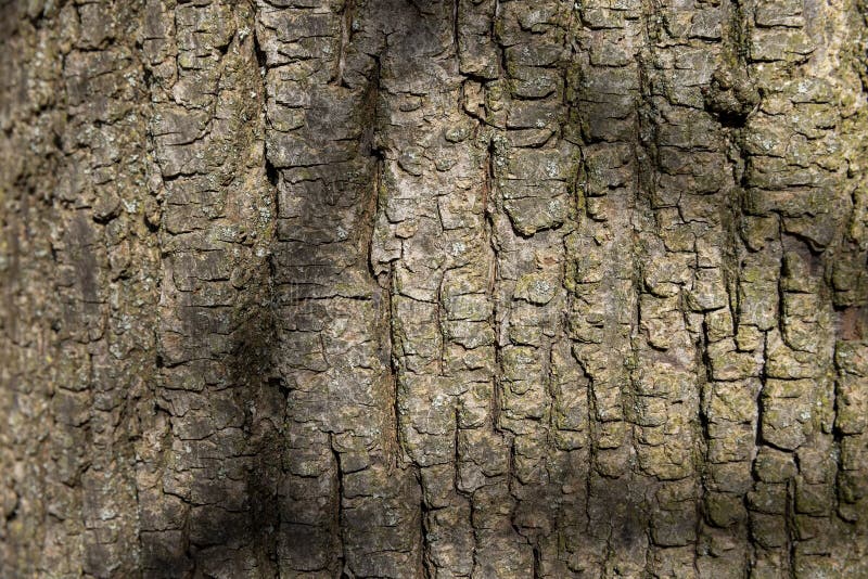 Illuminated by Sunlight Maple Tree Bark Stock Image - Image of material ...