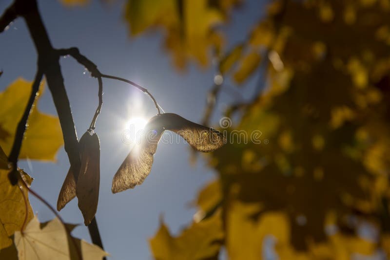 The Details of the Maple Foliage are in the Fall, Maple Seeds with the ...