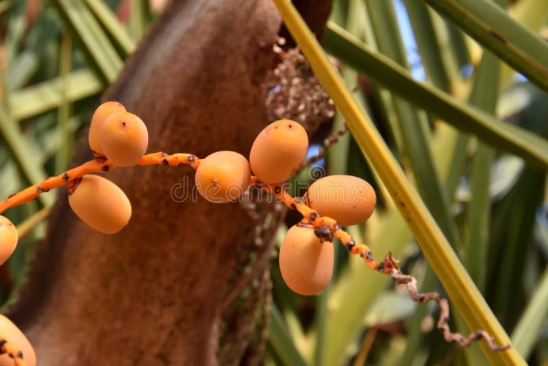 Details of Natural Dates on the Branches of a Palm Tree among Green ...
