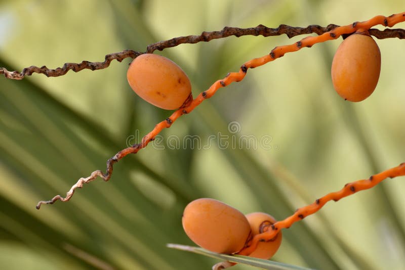 Details of Natural Dates on the Branches of a Palm Tree among Green ...