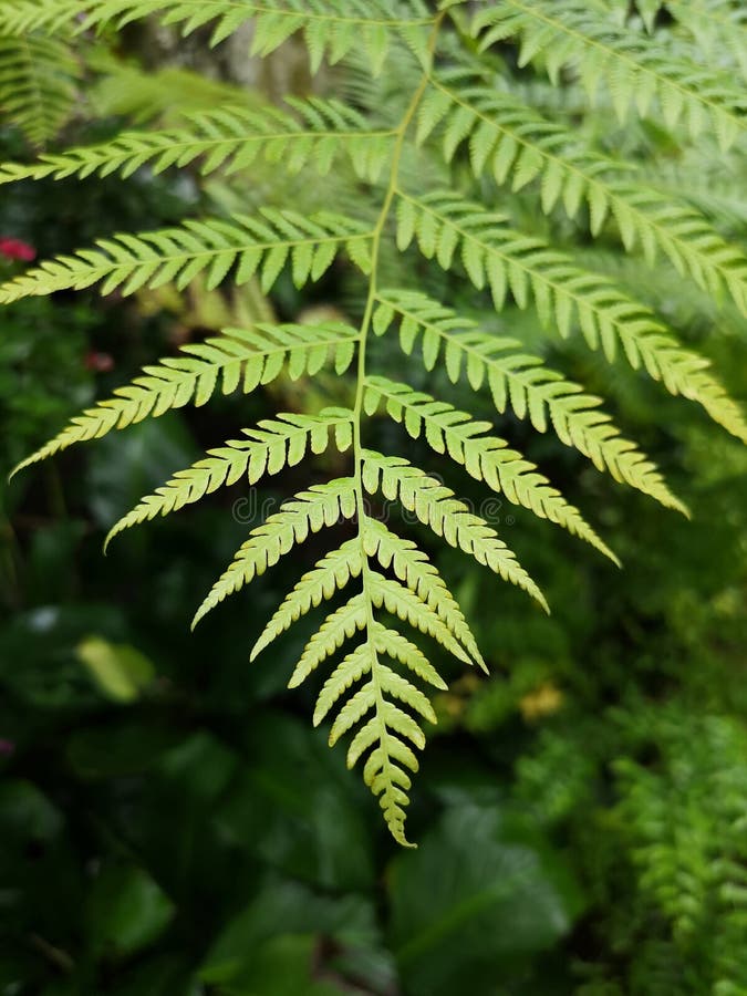 Details of the nature stock image. Image of summer, details - 150283173