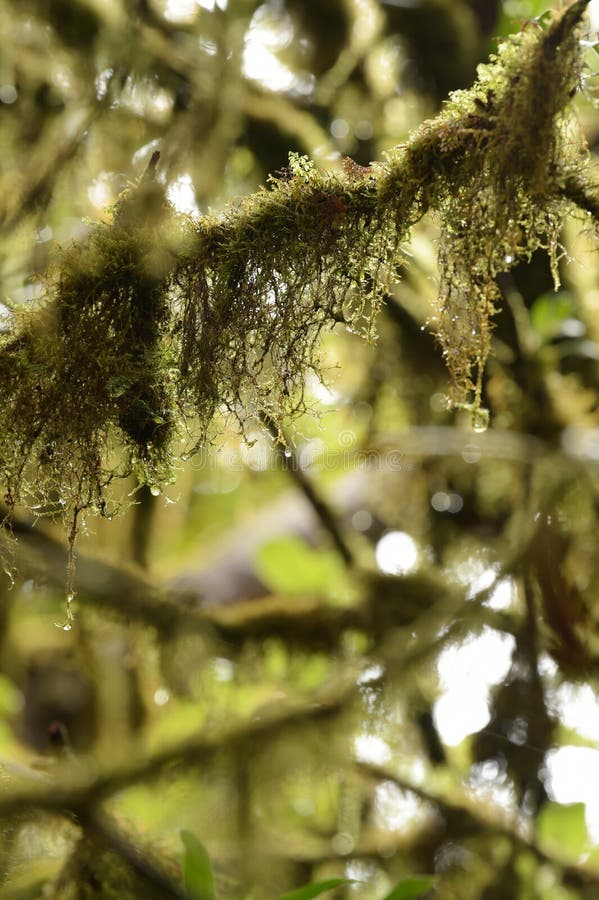 Details of the nature stock photo. Image of color, green - 79956694