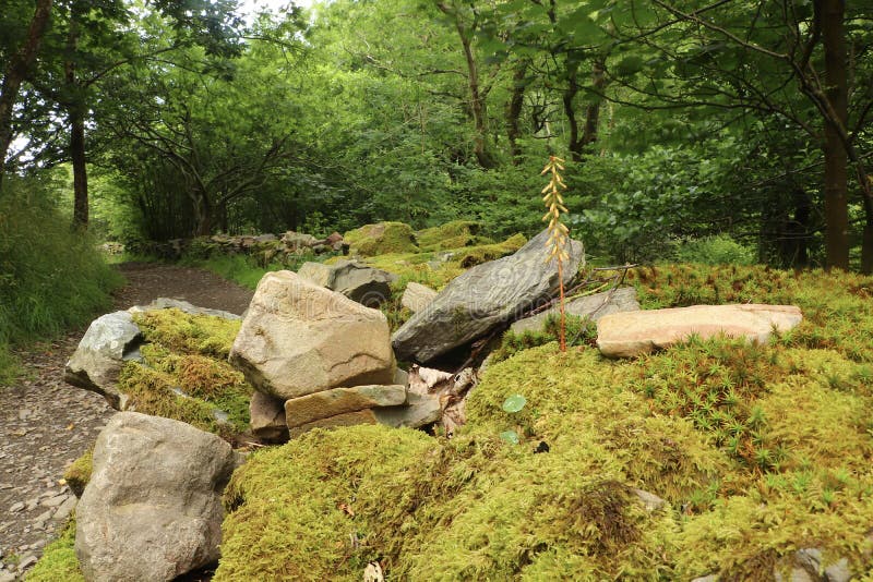 Details of Nature Taken in the Wild Stock Image - Image of back, leaf ...