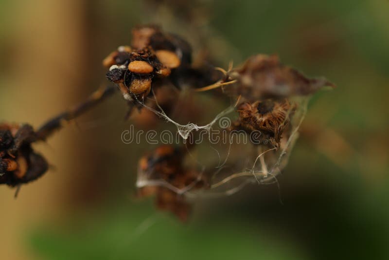 Details of Nature in the Wild Stock Image - Image of life, garden ...