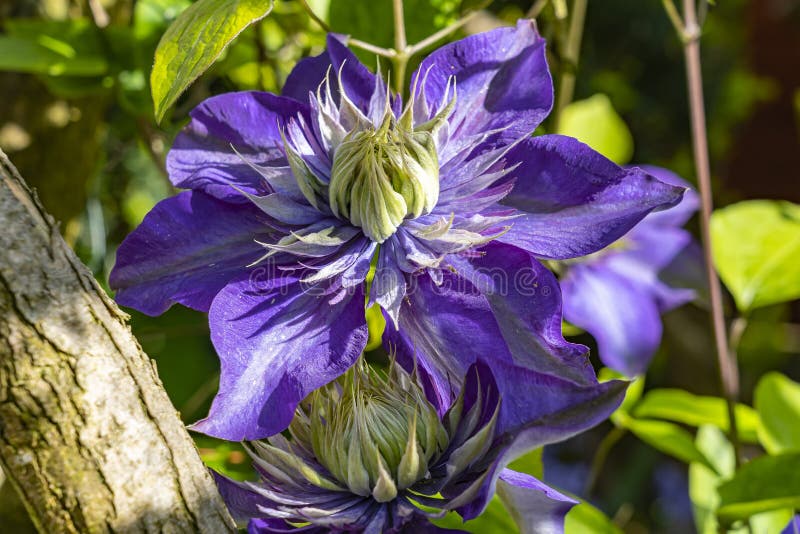 Details of the Newly Opened Flower Buds of a Blue Clematis Stock Image ...