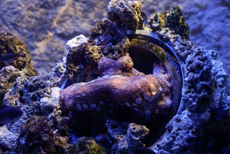 Details with an Octopus Inside an Aquarium Stock Image - Image of ...