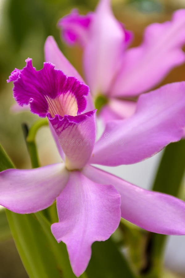 Details of orchid stock photo. Image of beautiful, closeup - 87277622