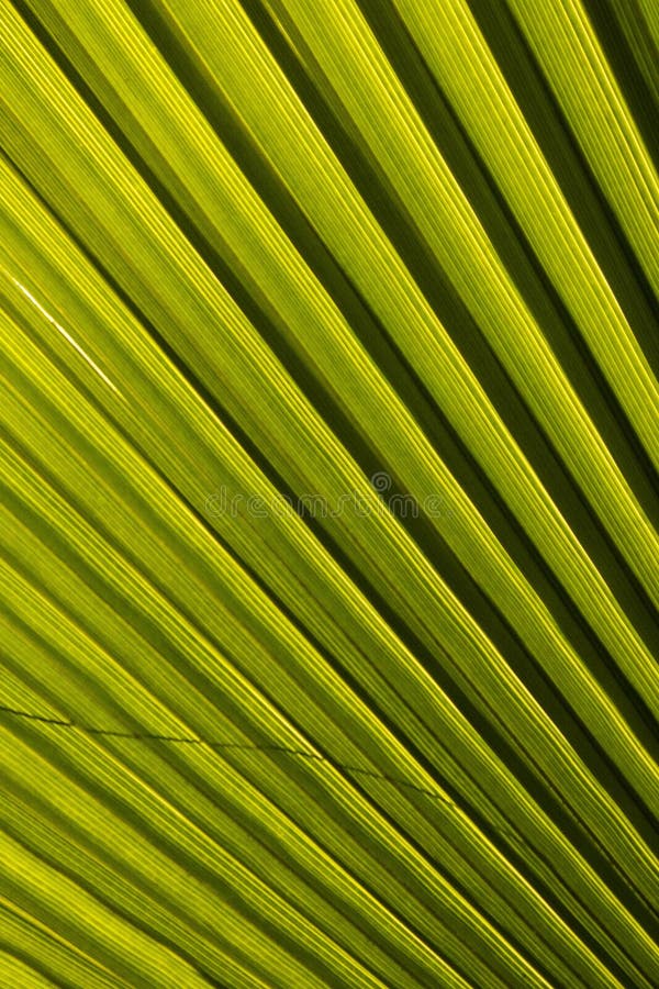 Details of the palm leaf stock image. Image of texture - 138527113