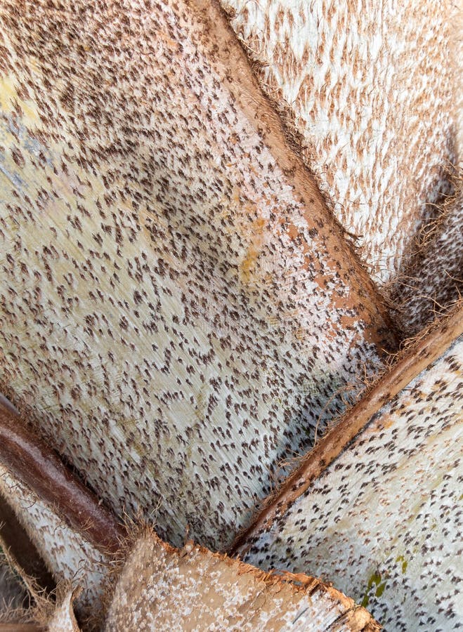 Palm Tree closeup details stock image. Image of macro - 134718599