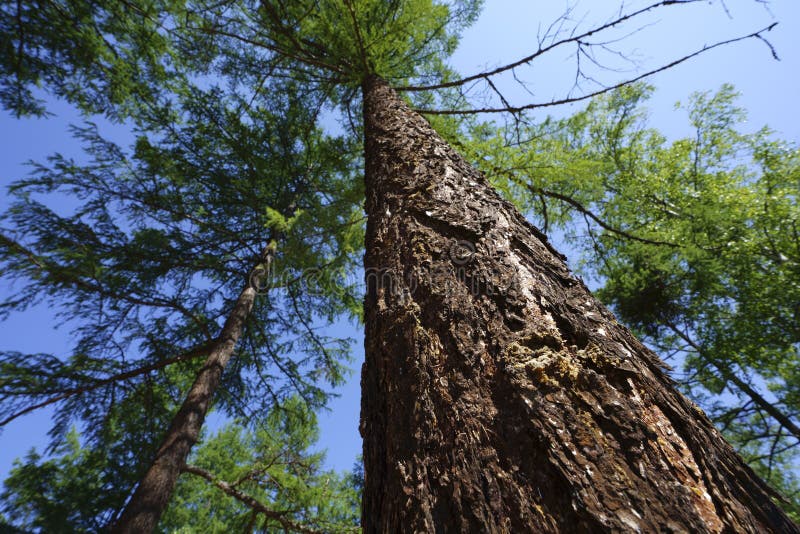 Details of a pine tree stock image. Image of details - 185418379