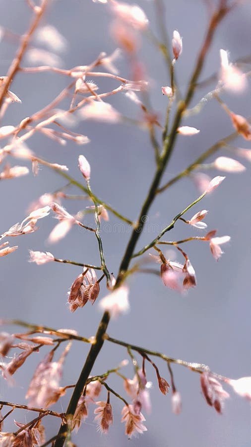 Details Spring Flower stock photo. Image of spring, supermacro - 225826414