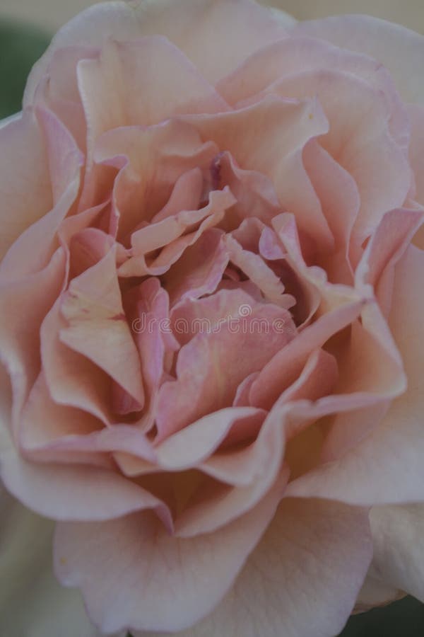 The Details of the Pink Rose Petals, Plant Micro Nature Stock Photo ...