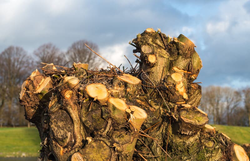 Details of a Pollarded Willow Tree Stock Photo - Image of europe ...