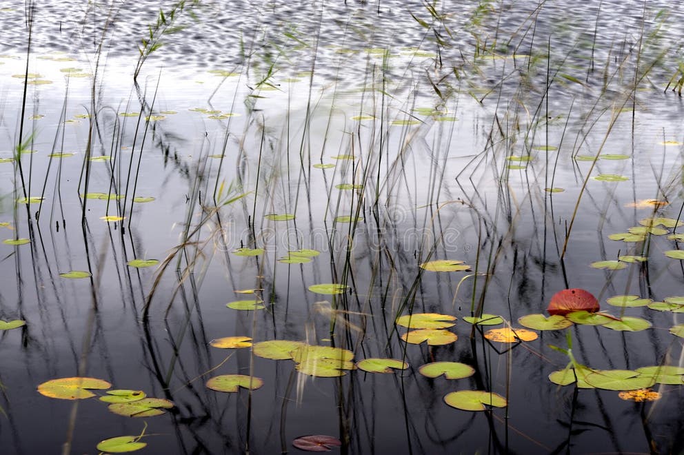 Details of pond in autumn stock image. Image of habitat - 6387433