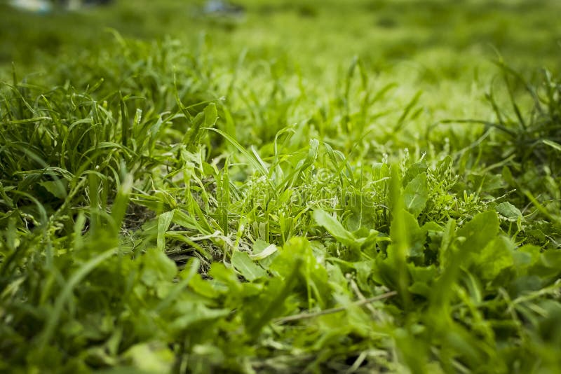 Spring Begins ... Colors Explode Stock Image - Image of crop ...